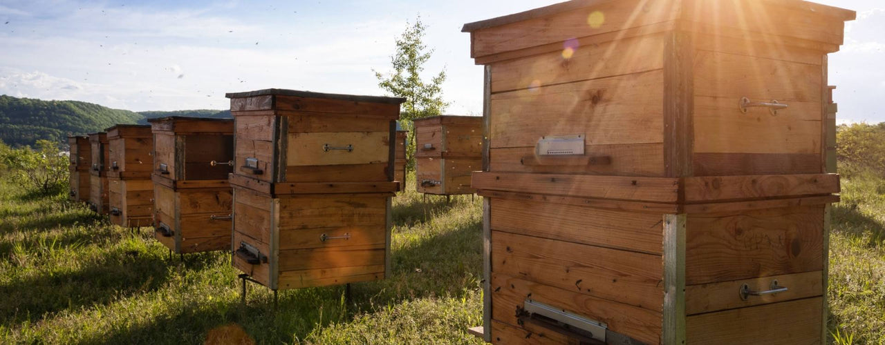 Apilarnil - elixir natural pentru sănătatea omului - apiland.ro ...